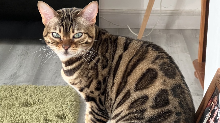 Bengal Cat Colourations by Hobs House Bengals in Coventry Warwickshire